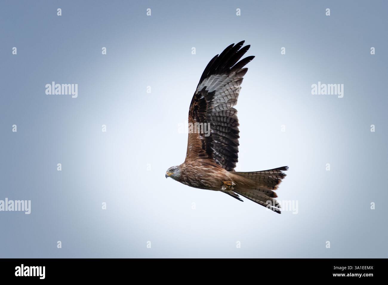 A beautiful and majestic red kite flies above the skies of rural Wales ...
