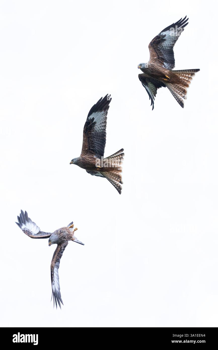 Day sequence Cut Out Stock Images & Pictures - Alamy