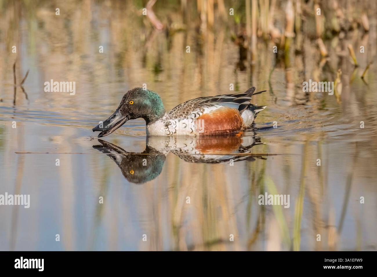 Shoveler duck male drinking water in a pond Stock Photo - Alamy