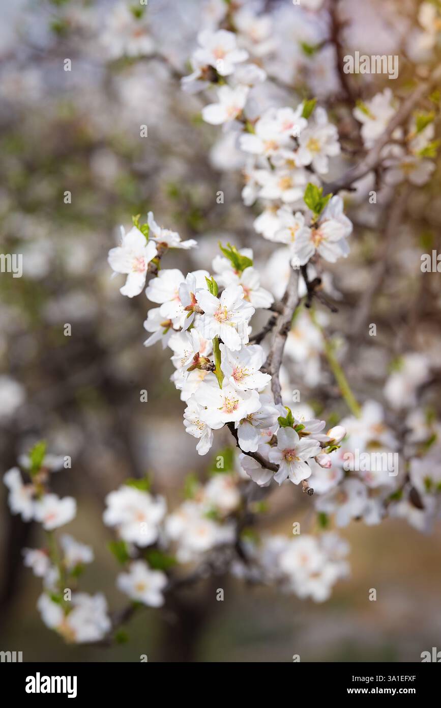 Branches of flowering almonds on a tree Stock Photo - Alamy