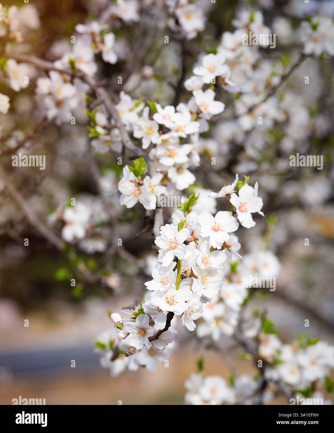 Blooming almond tree with flowers in full bloom in springtime in the ...