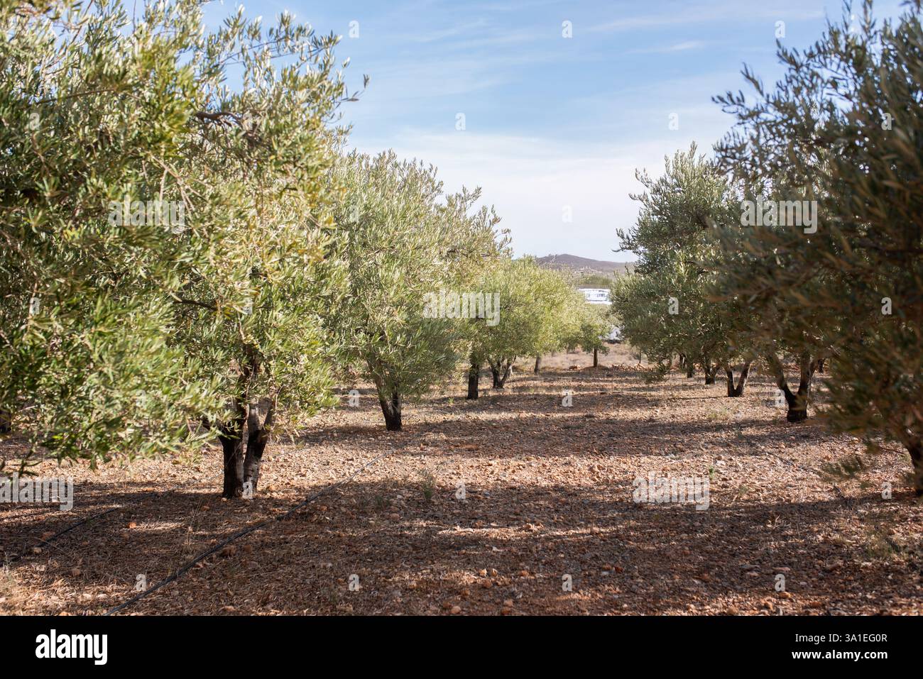 Olive tree in the olive garden in spring Stock Photo - Alamy