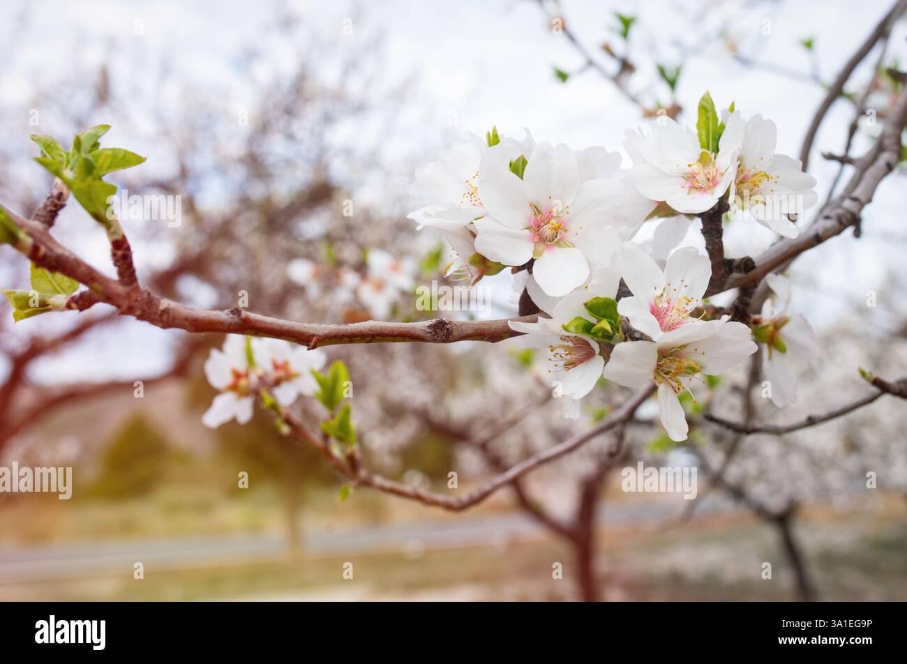 Almond on almond tree hi-res stock photography and images - Alamy