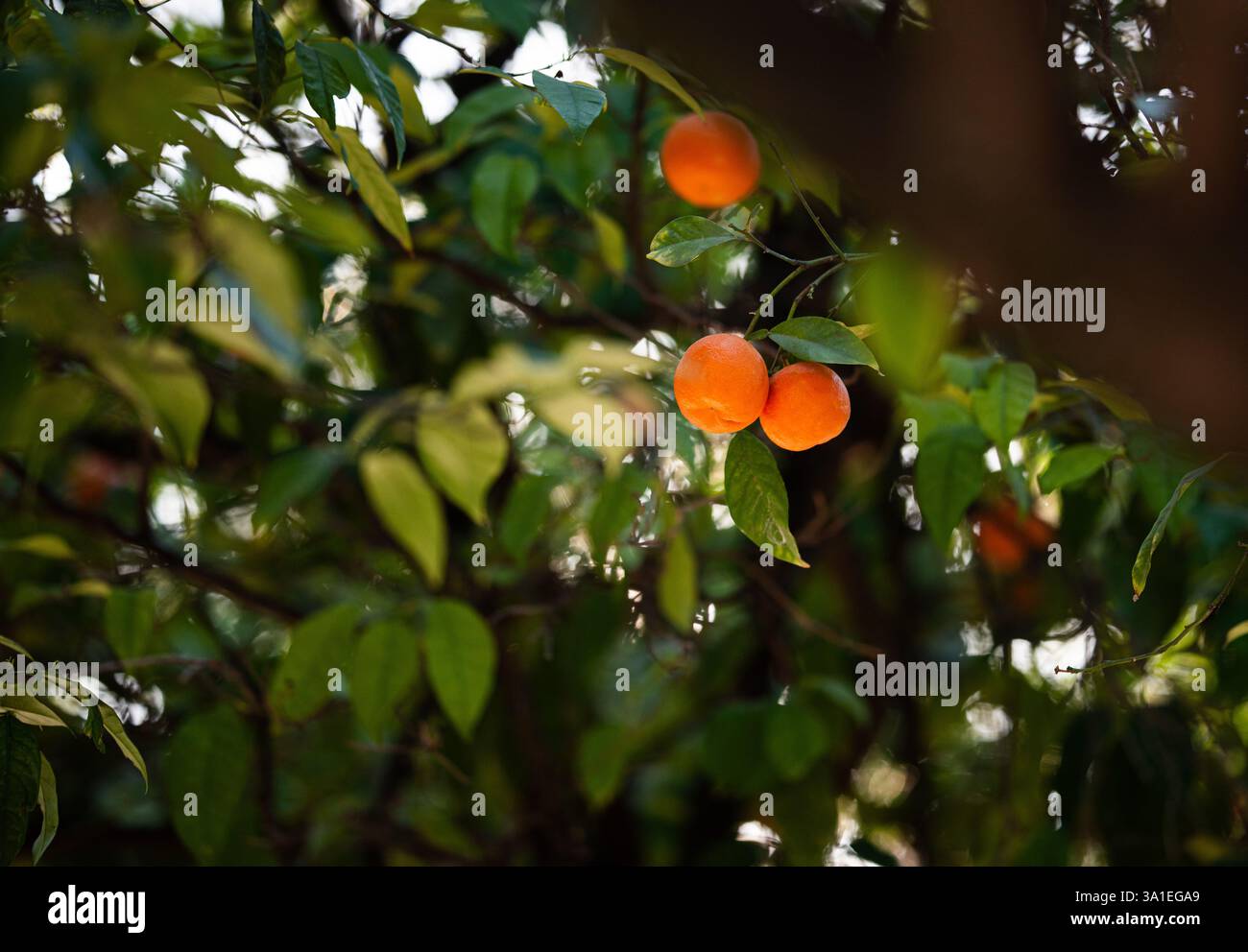 Ripe orange fruits on orange tree between lush foliage. View from below ...