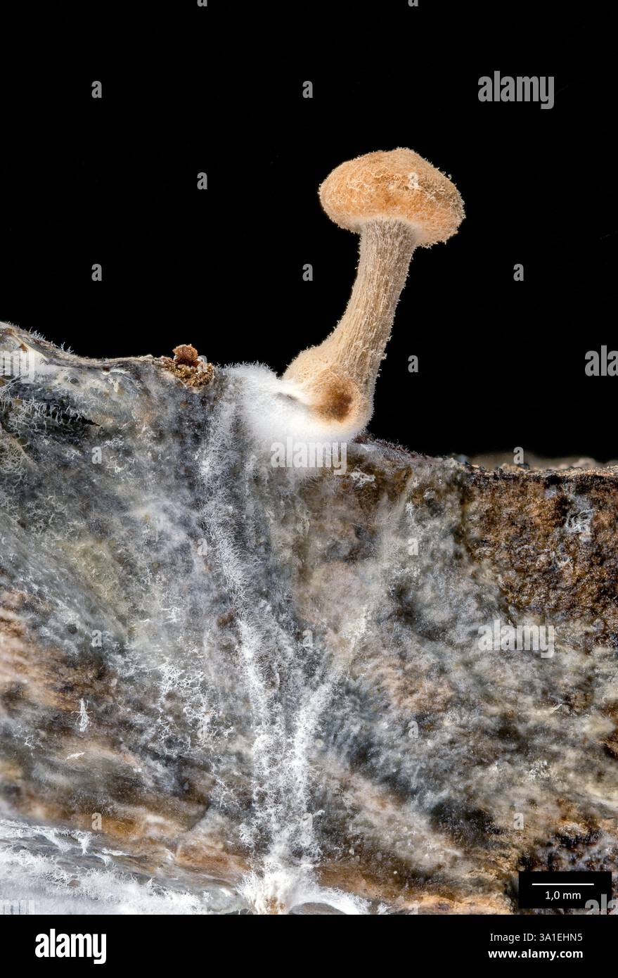 Developing fruiting body from the mycelium of an unidentified fungus ...