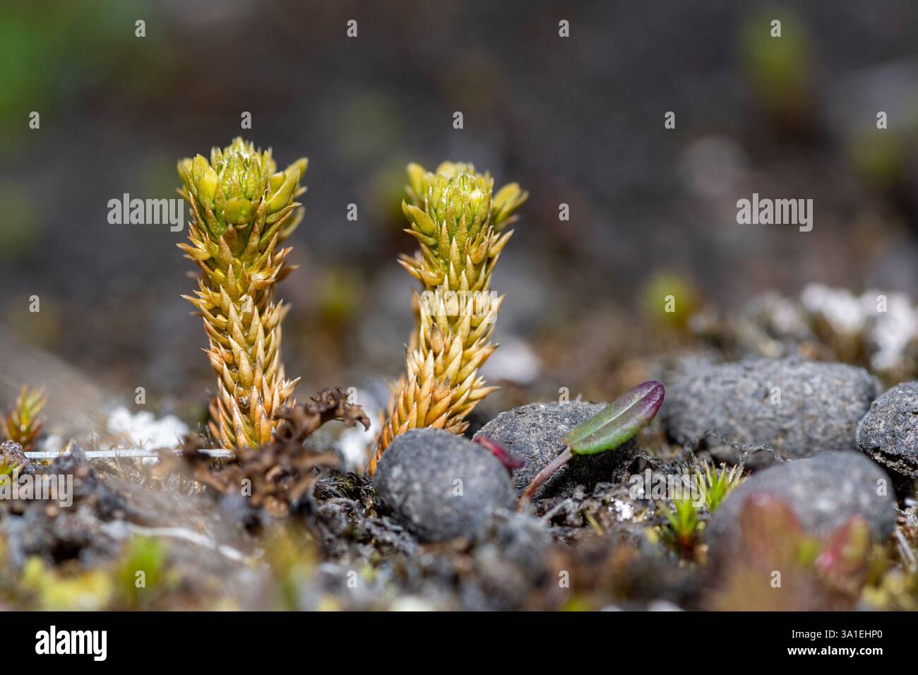Arctic clubbmoss ( Huperzia arctica) from Bjørndalen, Longyearbyen ...