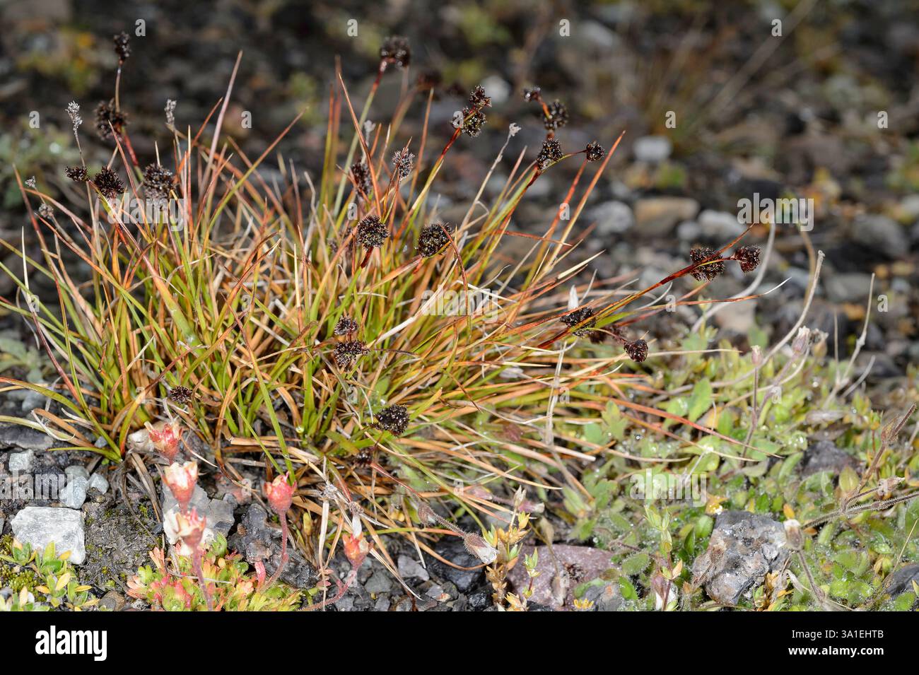 Northern woodrush (Luzula confusa) from Adventdalen, Spitsbergen ...