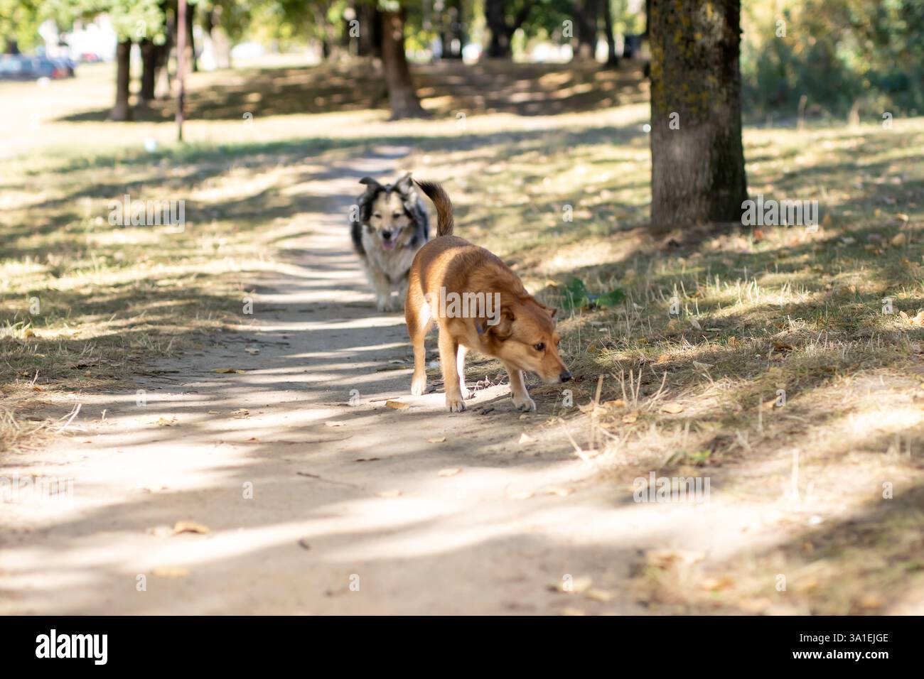 In a peaceful park, two dogs can be seen walking side by side down a ...