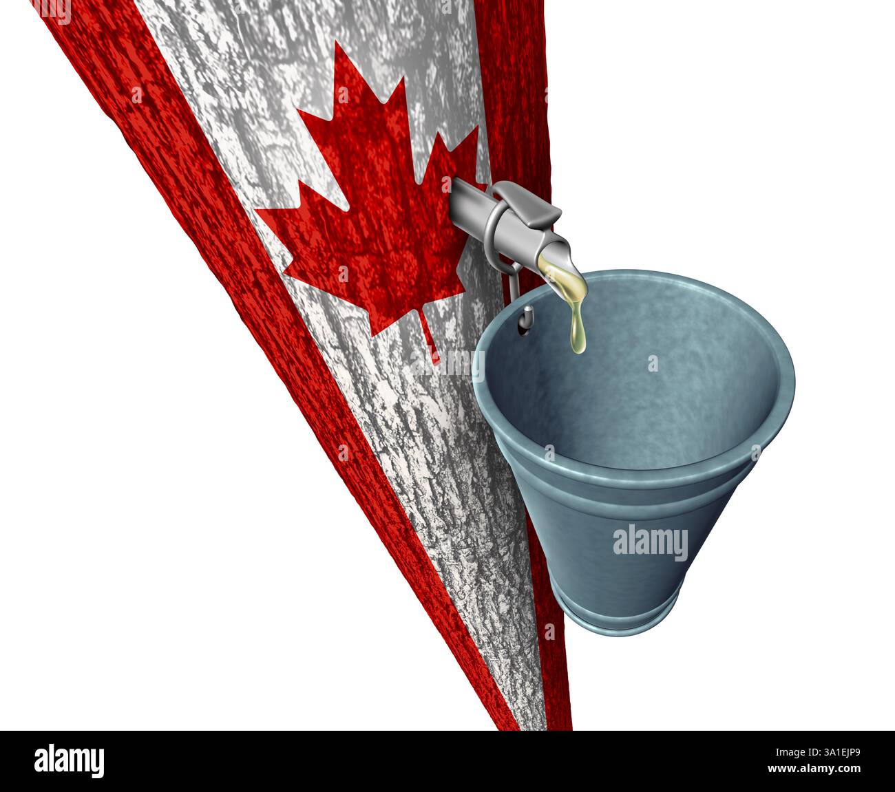 Canada Maple syrup harvesting as tree with sap flowing drops of sweet ...