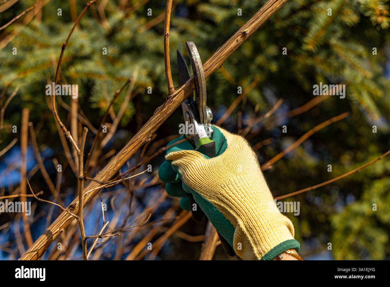 Scissors for cutting branches in the garden, tidying up the garden ...