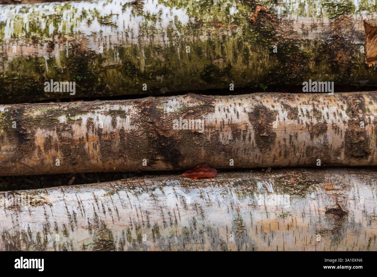 Stack of wood. Felled wood in the forest. Wood background Stock Photo ...
