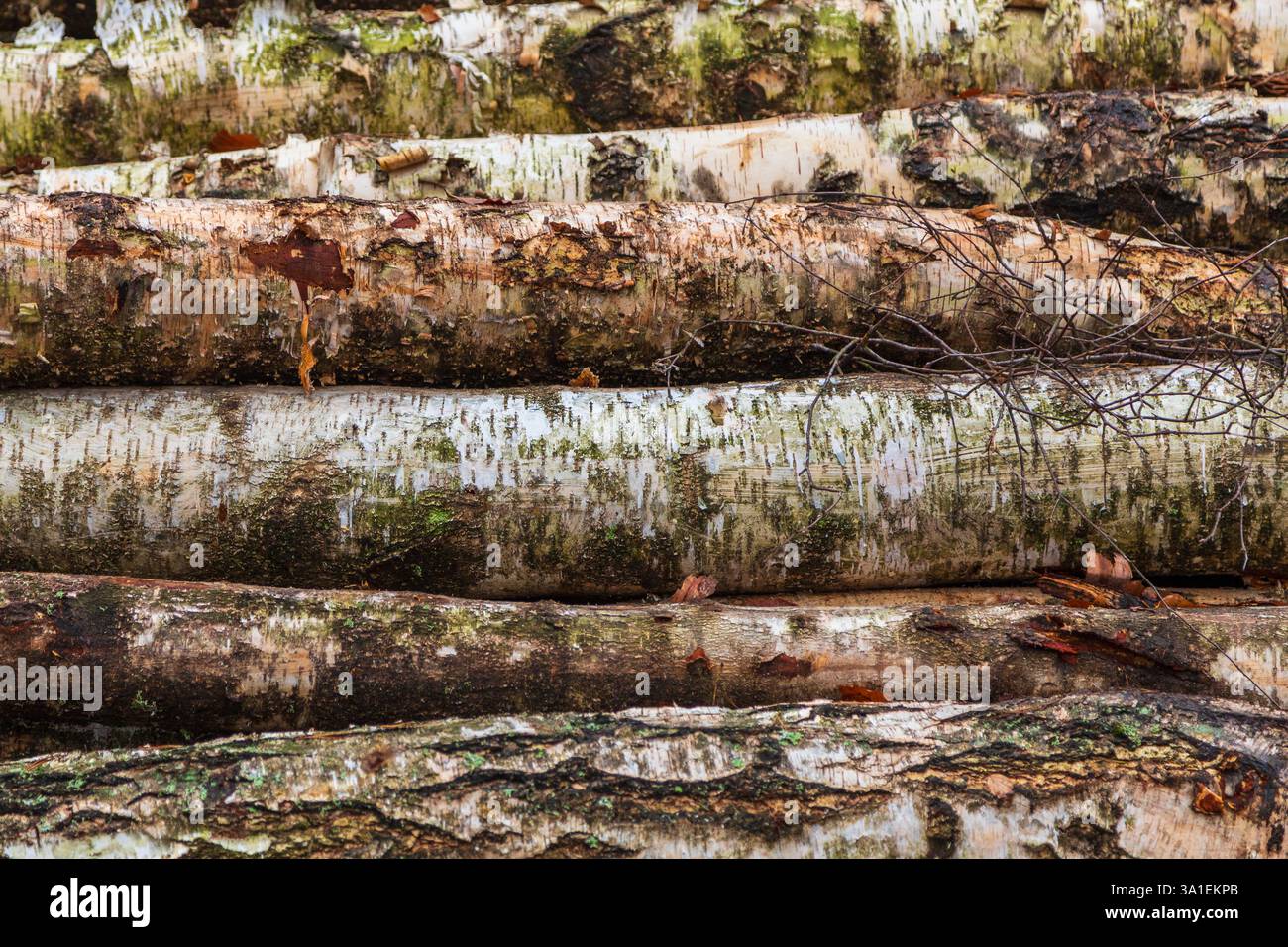 Stack of wood. Felled wood in the forest. Wood background Stock Photo ...
