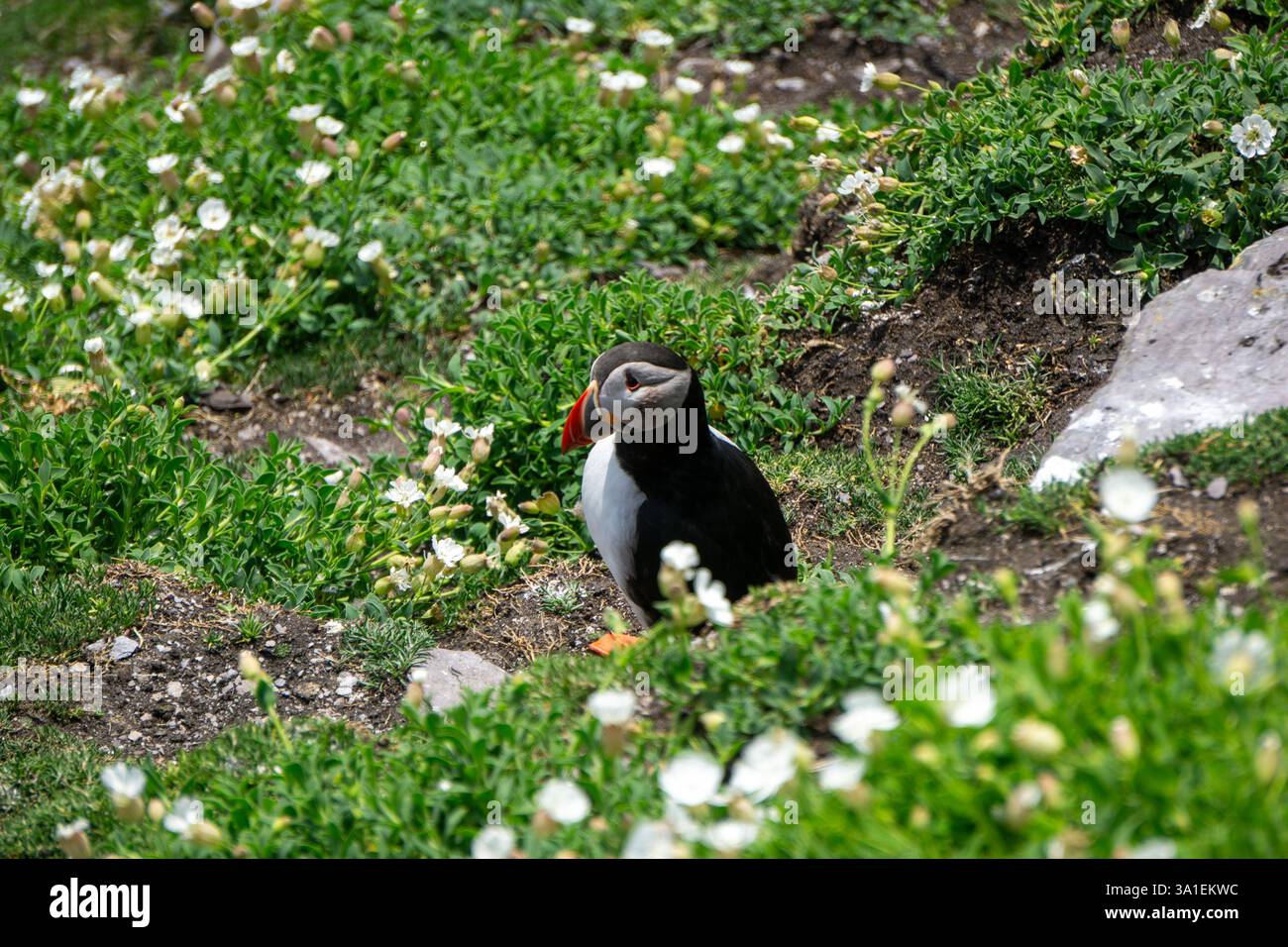 Puffin Resting On The Rocky Cliffs Of Skellig Michael County Kerry ...