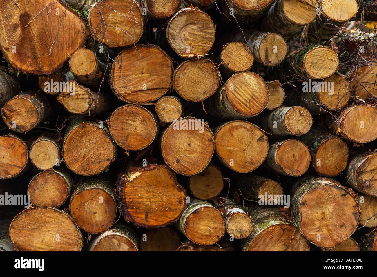 Stack of wood. Felled wood in the forest. Wood background Stock Photo ...