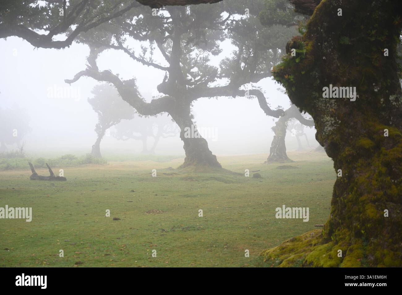Laurisilva Forest, Fanal Forest, Bay trees in Madeira, Portugal Stock ...