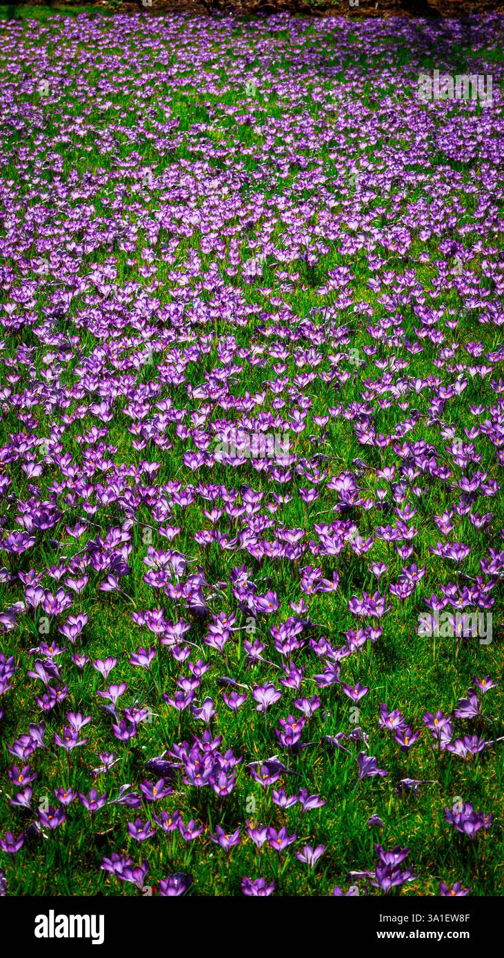 Purple crocus field blue hi-res stock photography and images - Alamy