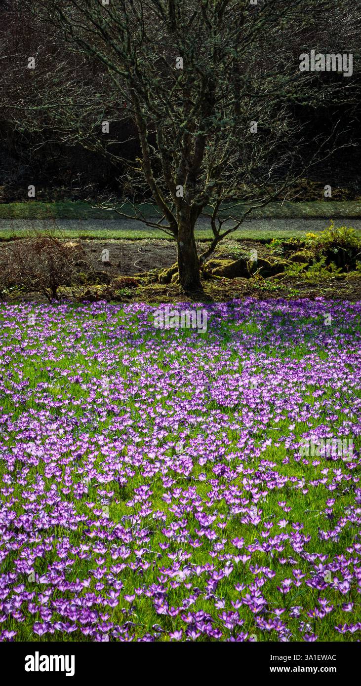 Purple crocus field blue hi-res stock photography and images - Alamy