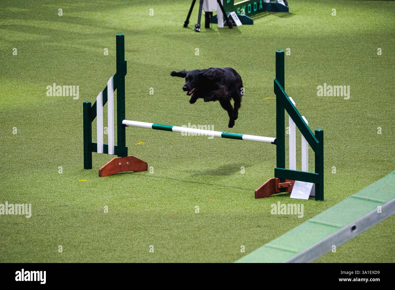The Young Kennel Club - Agility Dog of the Year Finals is a premier ...
