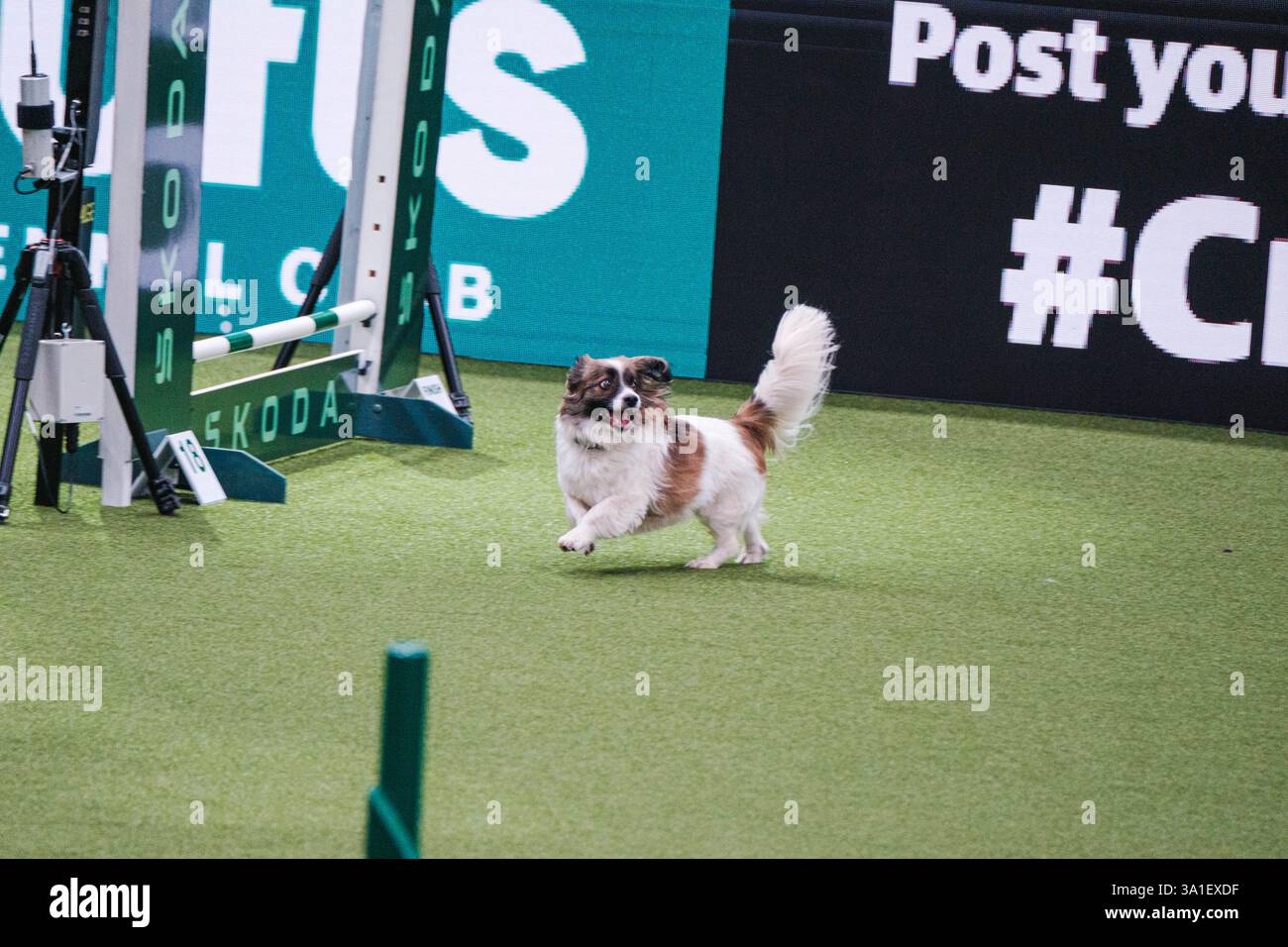 The Young Kennel Club - Agility Dog of the Year Finals is a premier ...