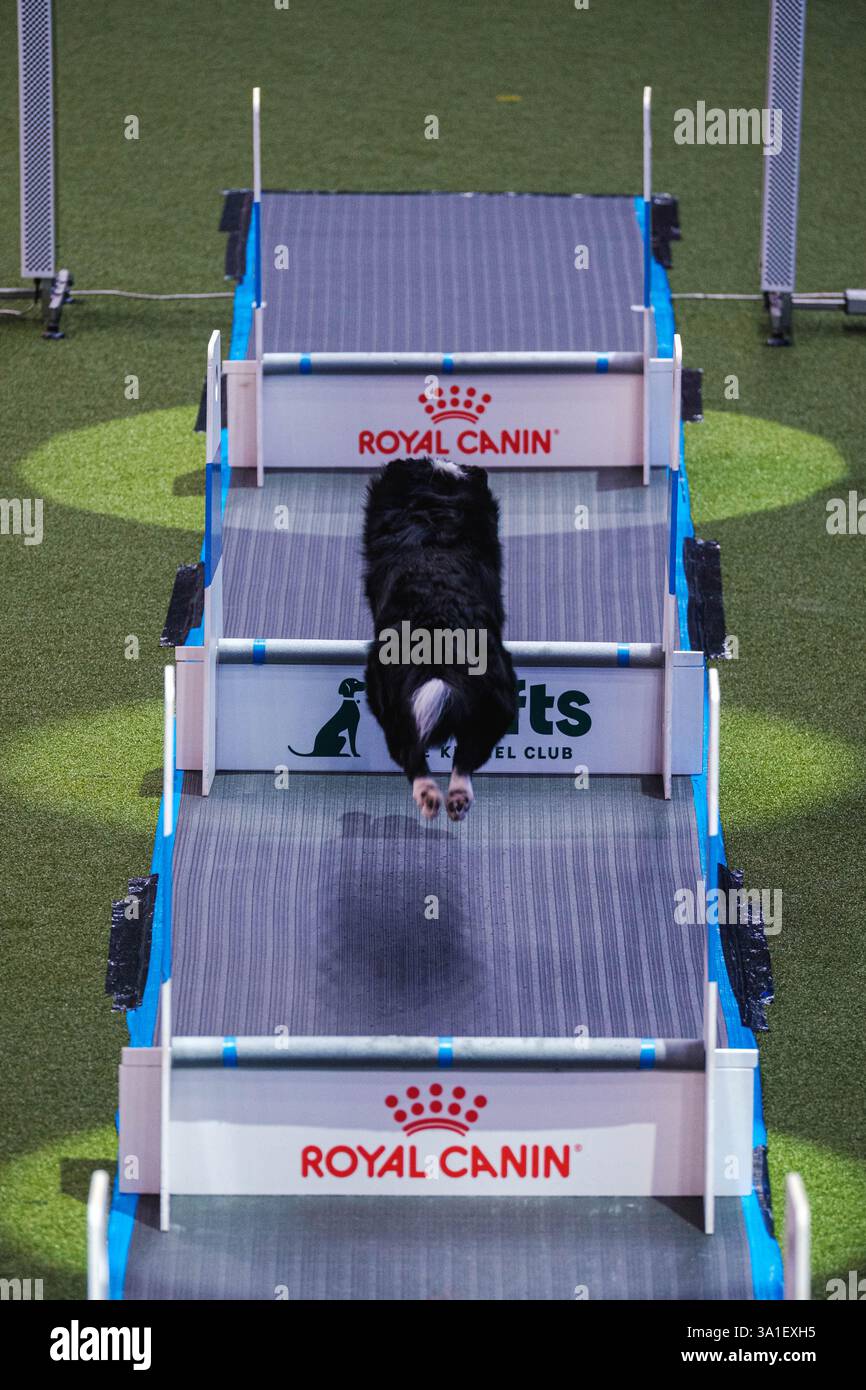 Flyball – YKC Flyball finals followed by Team Flyball Quarter Finals at ...