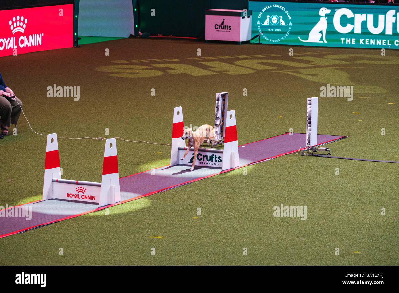 Flyball – YKC Flyball finals followed by Team Flyball Quarter Finals at ...