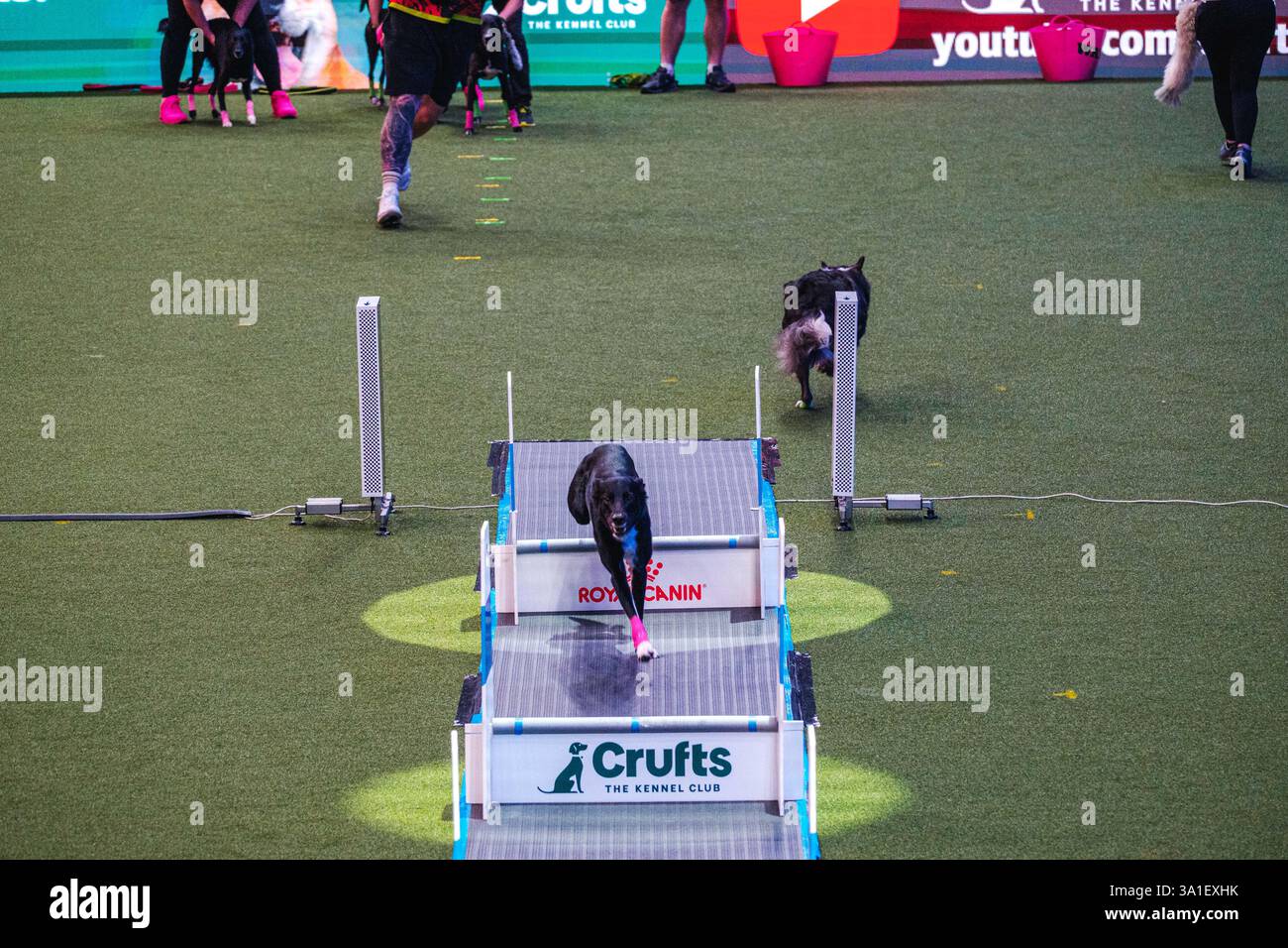 Flyball – YKC Flyball finals followed by Team Flyball Quarter Finals at ...