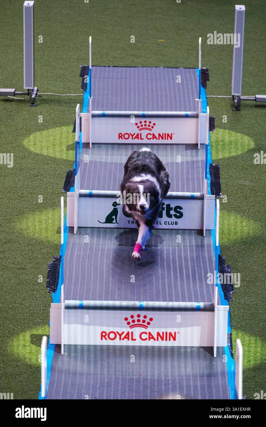 Flyball – YKC Flyball finals followed by Team Flyball Quarter Finals at ...