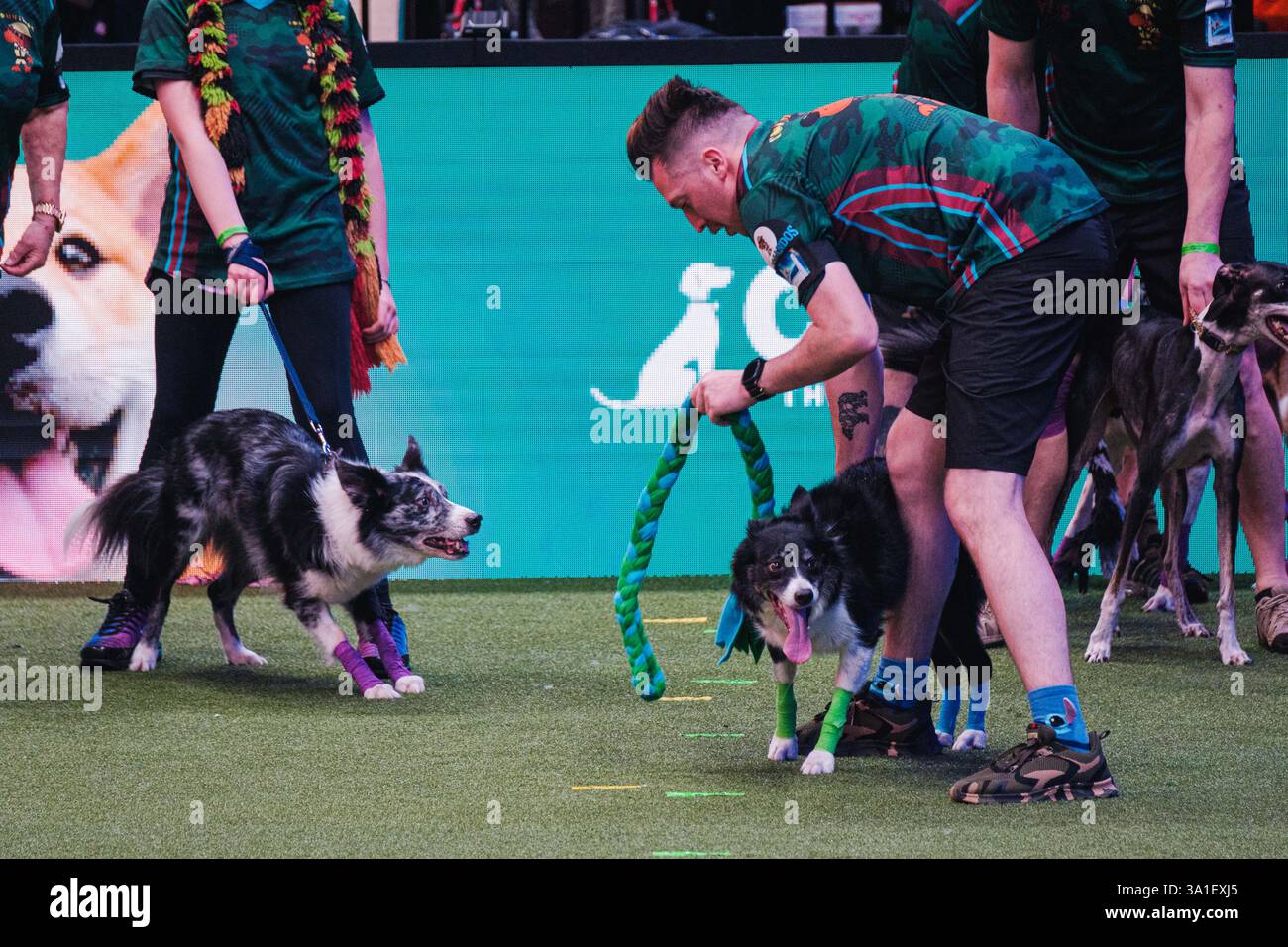 Flyball – YKC Flyball finals followed by Team Flyball Quarter Finals at ...