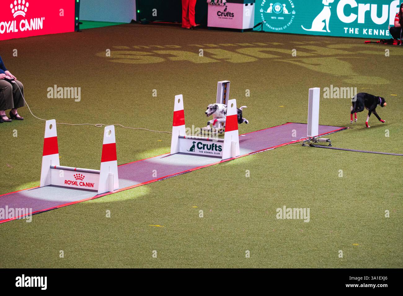 Flyball – YKC Flyball finals followed by Team Flyball Quarter Finals at ...