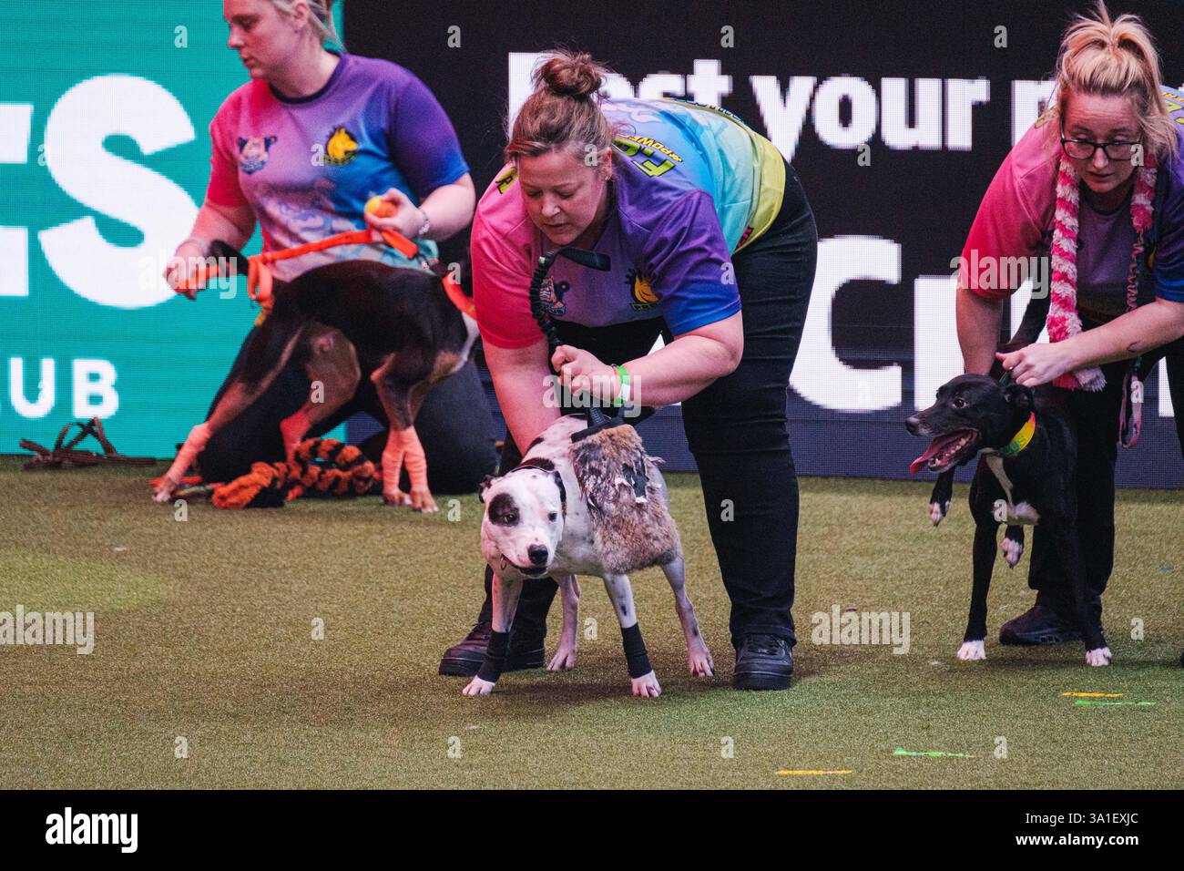 Flyball – YKC Flyball finals followed by Team Flyball Quarter Finals at ...