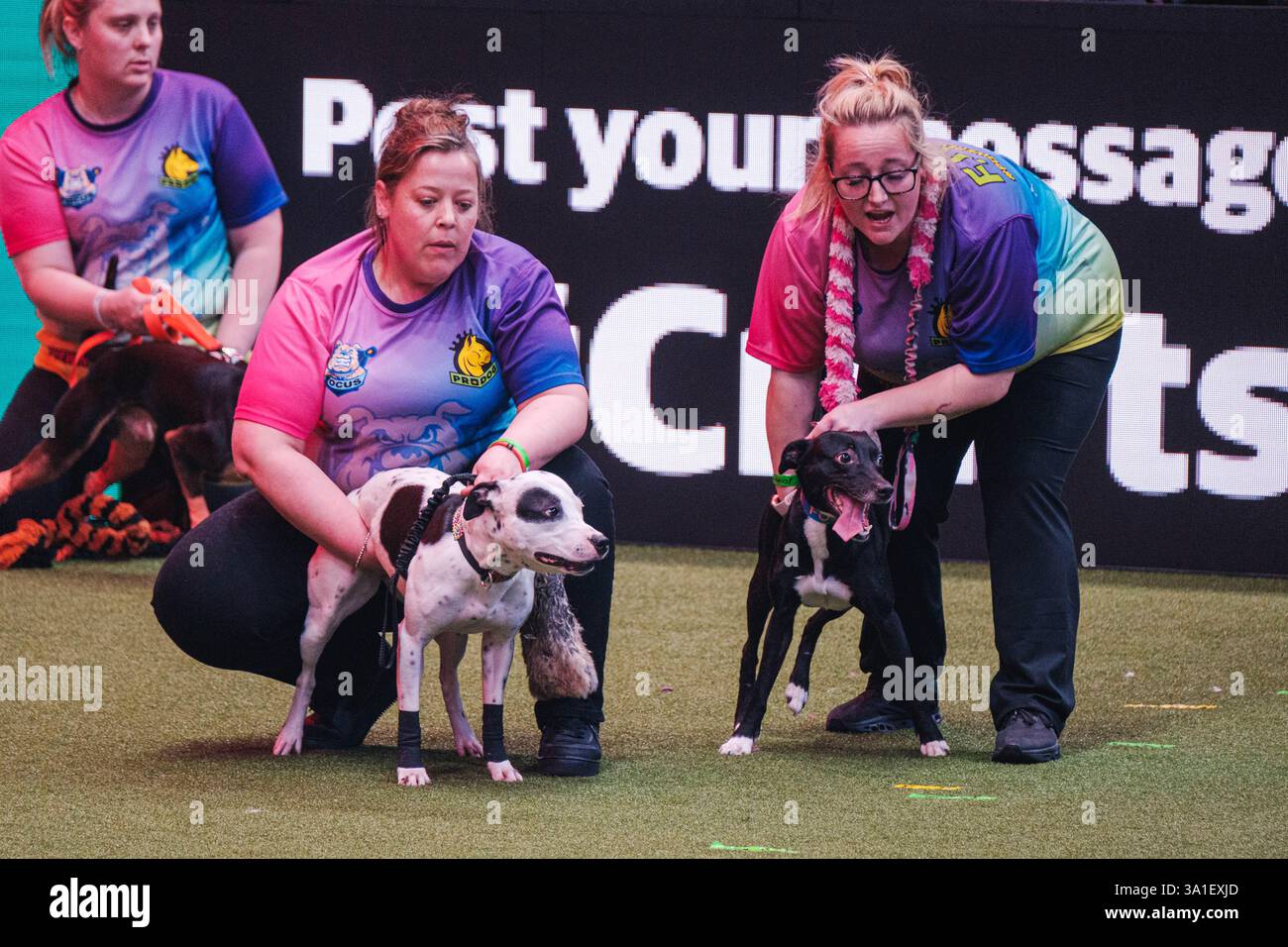 Flyball – YKC Flyball finals followed by Team Flyball Quarter Finals at ...