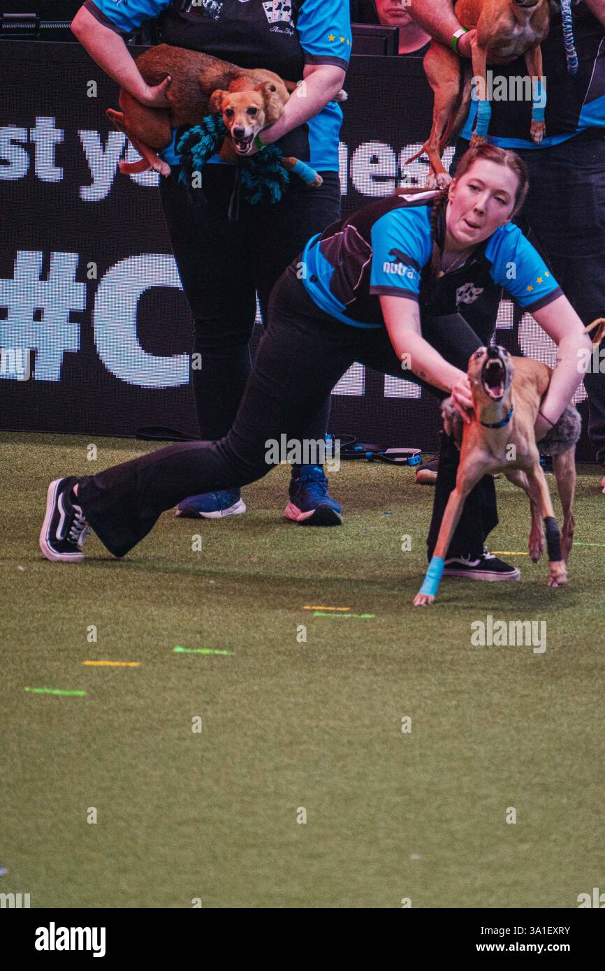 Flyball – YKC Flyball finals followed by Team Flyball Quarter Finals at ...