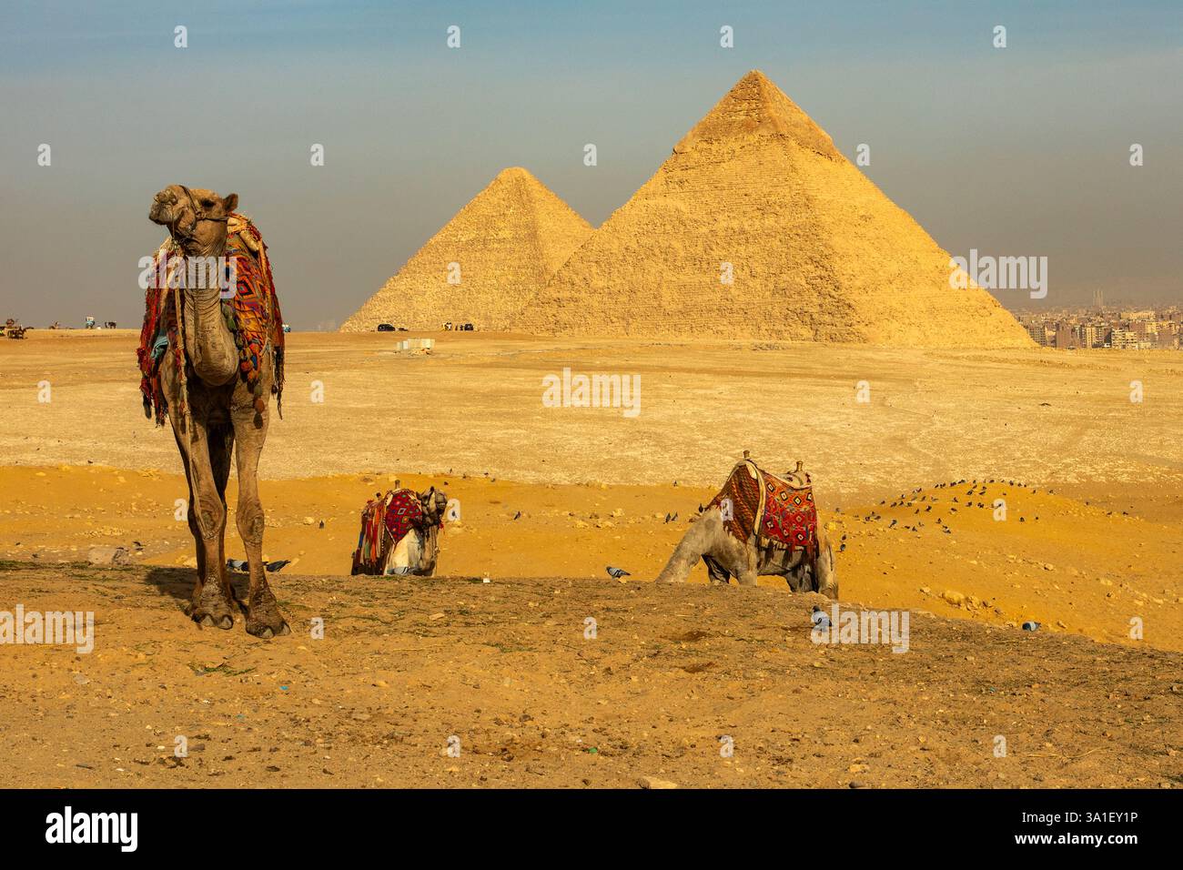 Giza, Egypt; January 20, 2024: Discover the hidden treasures by camel ...