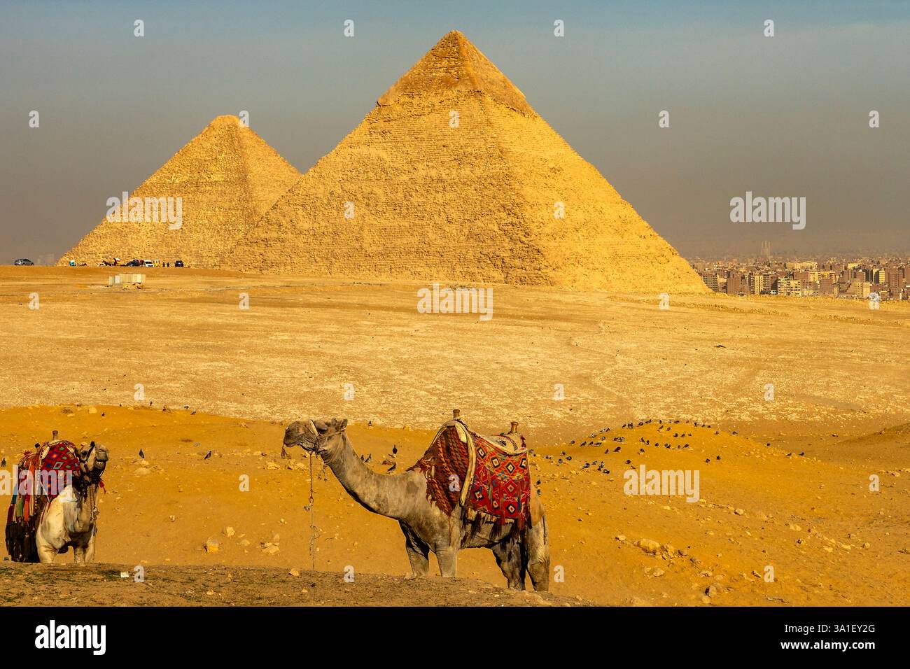 Giza, Egypt; January 20, 2024: Witness the timeless beauty of Camels ...