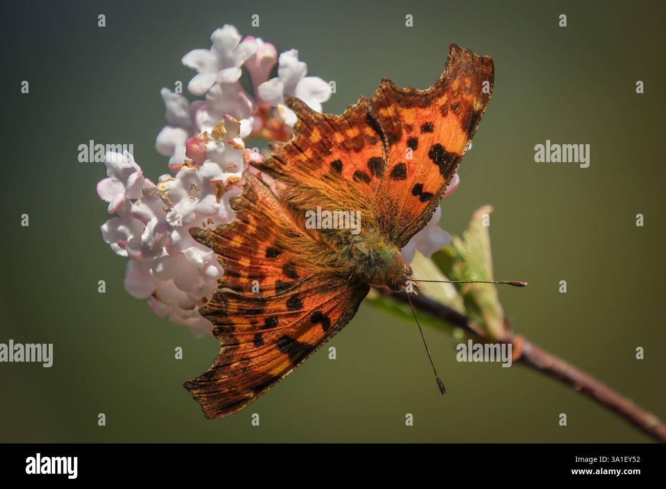 CC-moth (Polygonia c-album, syn.: Nymphalis c-album) is a butterfly ...