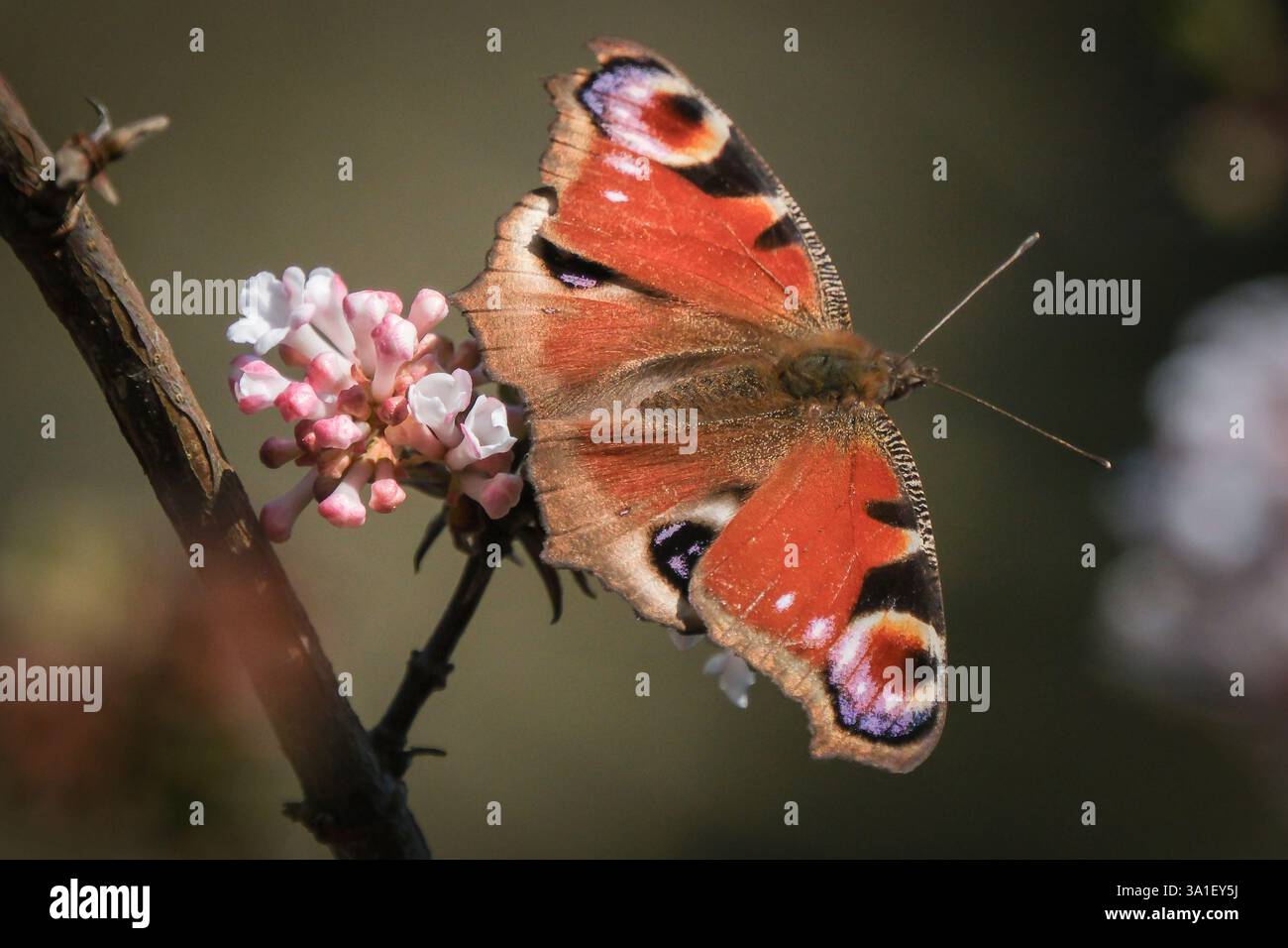The peacock butterfly (Aglais io, syn.: Inachis io, Nymphalis io) is a ...