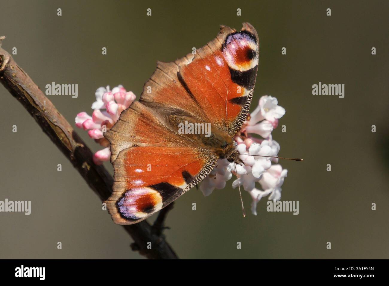 The peacock butterfly (Aglais io, syn.: Inachis io, Nymphalis io) is a ...