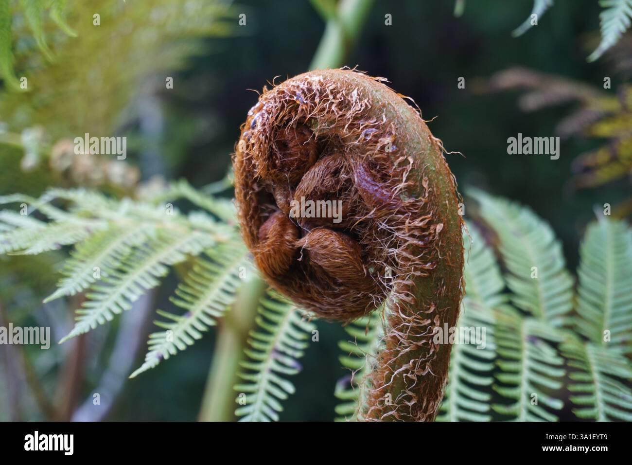 closeup on a growing fern in La Réunion, France, tropical island in the ...