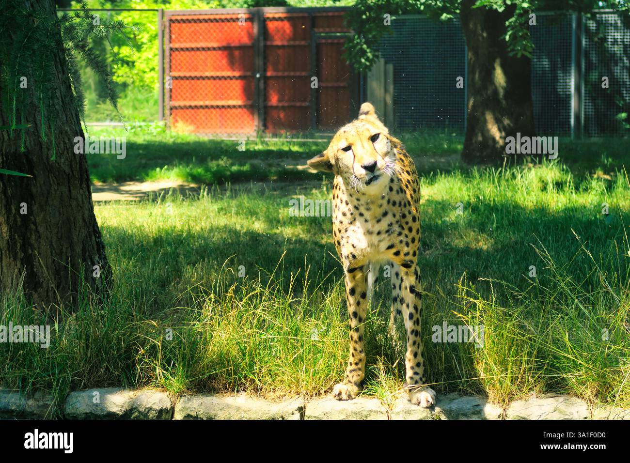 A cheetah standing on grass in a zoo enclosure, surrounded by trees and ...