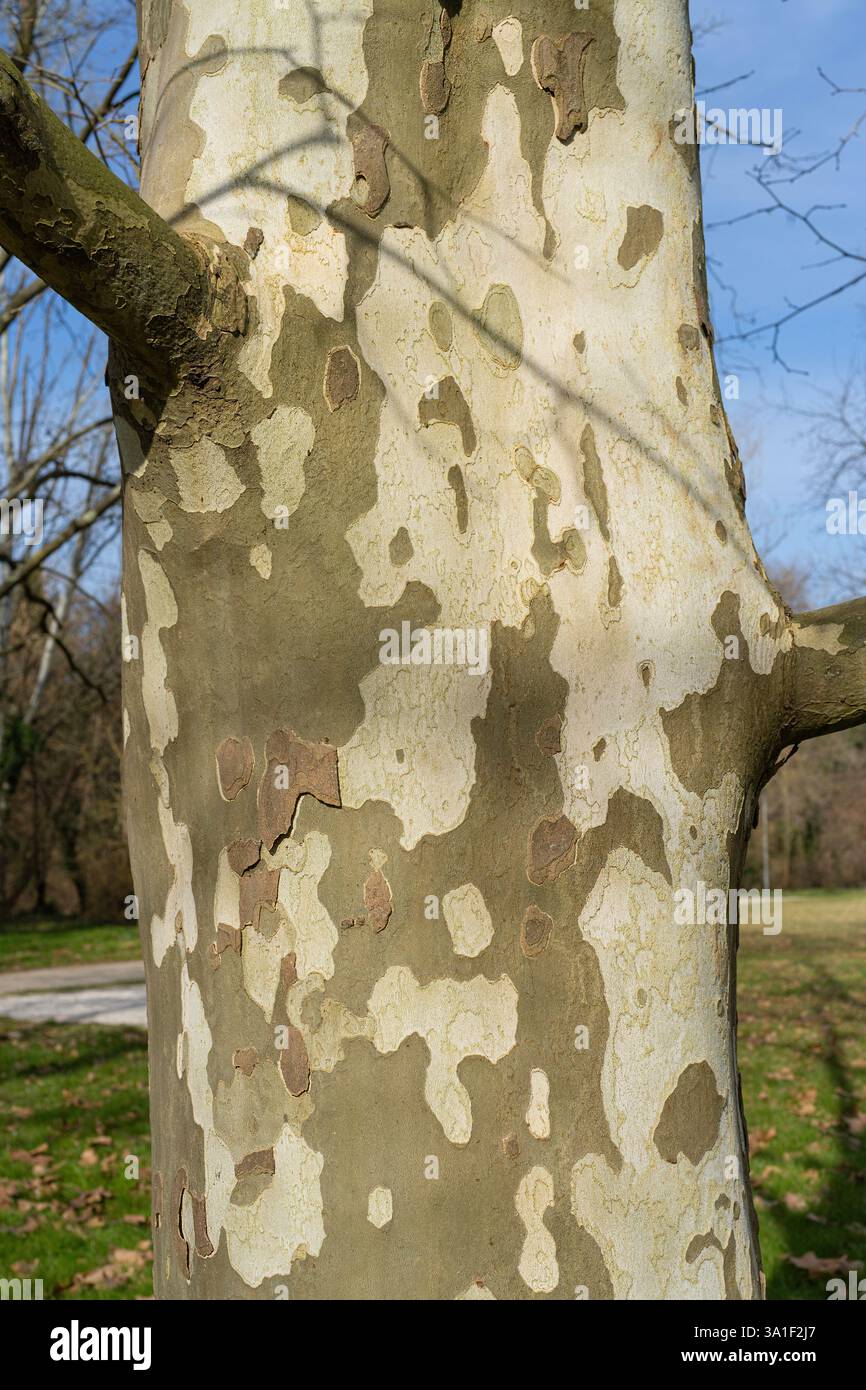 the detail of the trunk of a plane tree in a park Stock Photo - Alamy