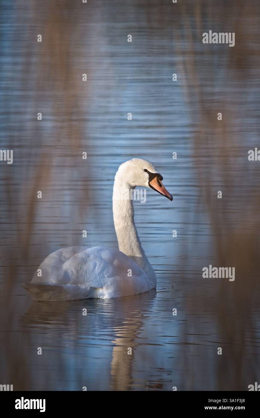 Waterfowl Cygnus olor aka The mute swan hidden in reeds. Giant bird ...