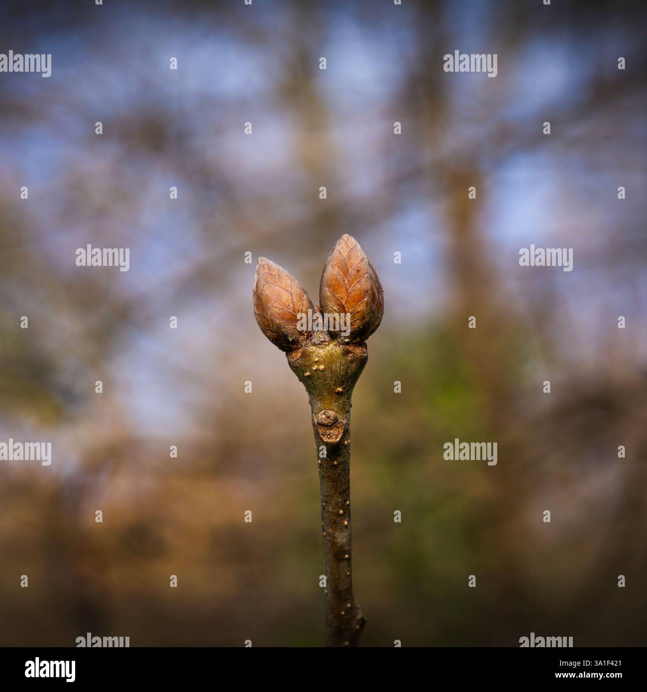 Outdoor nature detail hi-res stock photography and images - Alamy