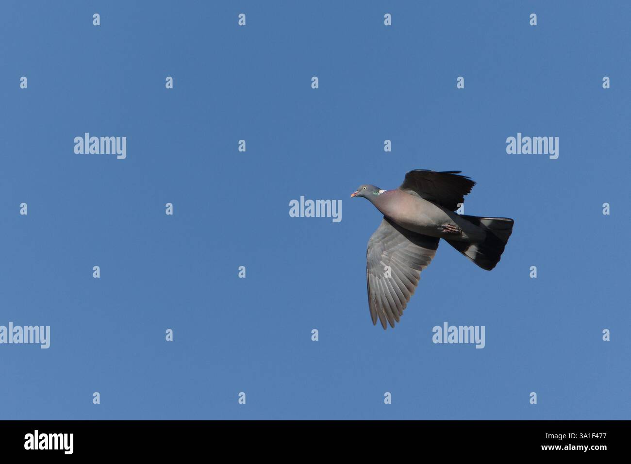 Common bird Columba palumbus aka Common Wood Pigeon is flying. Isolated ...