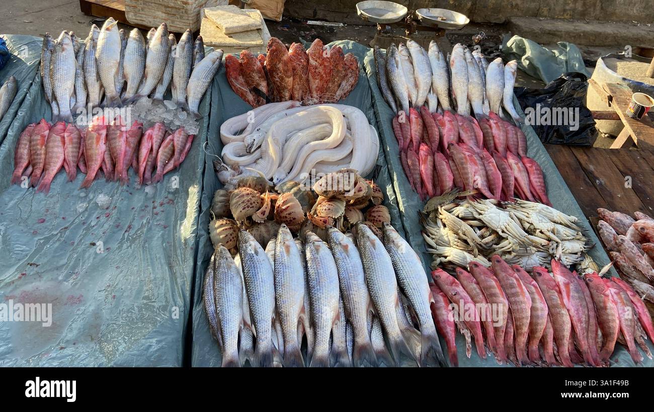 Fish display in Fish open market in Alexandria in Egypt Stock Photo - Alamy
