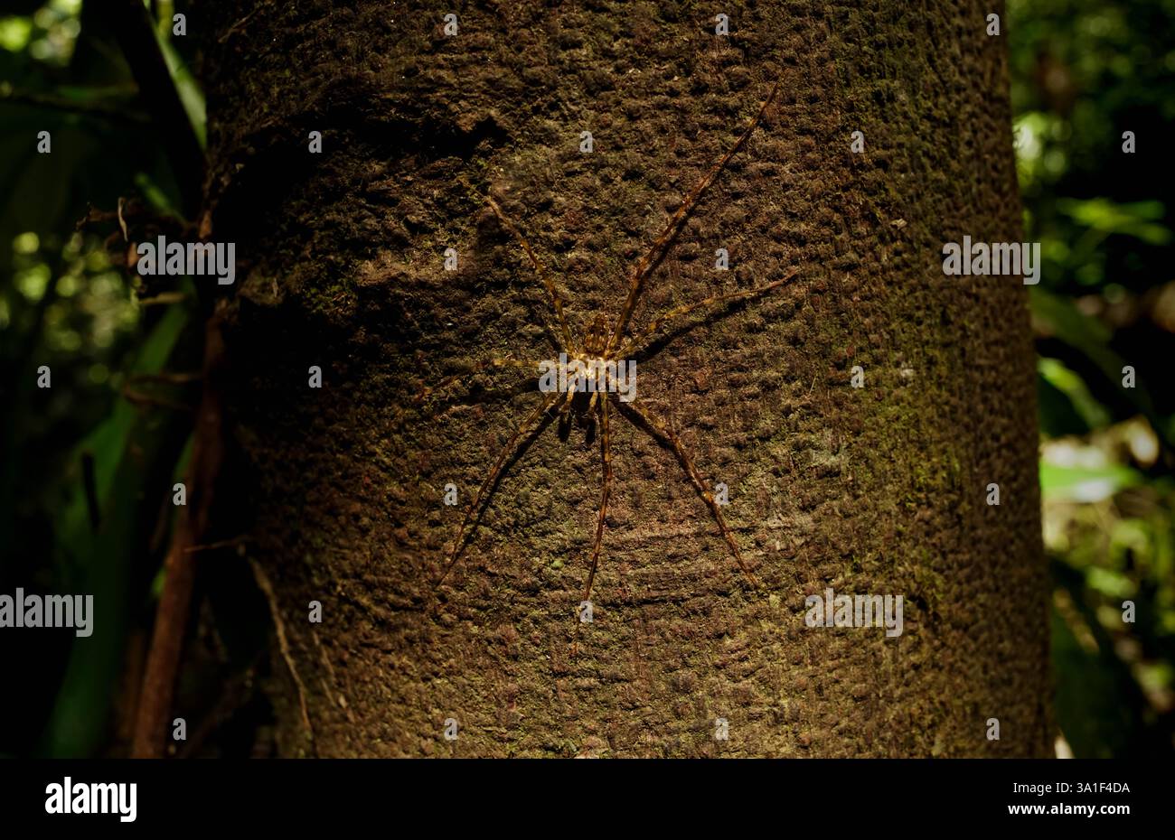 Spider on a tree trunk Stock Photo - Alamy
