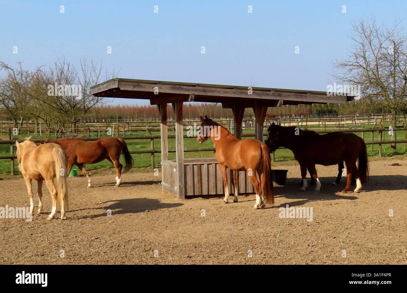 Pferde sind gesellige Tiere und fuehlen sich in der Herde sicher und ...