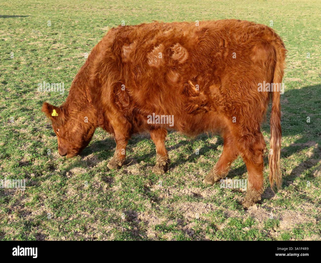 ...ein prachtvolles Rind - dieses Galloway Tier... Galloway Rind auf ...