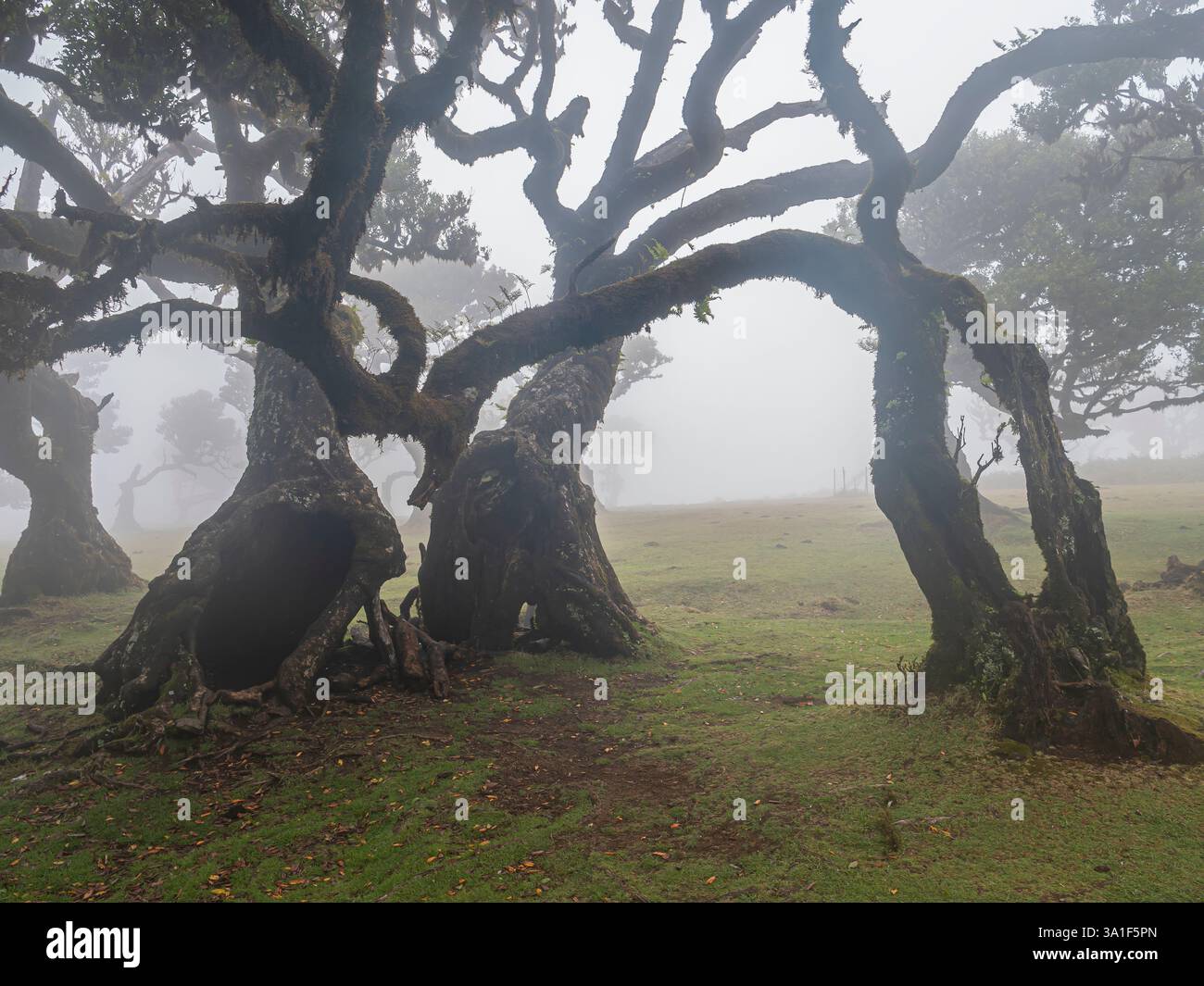 Majestic ancient trees in the fog Laurel Fanal forest on Madeira Island ...