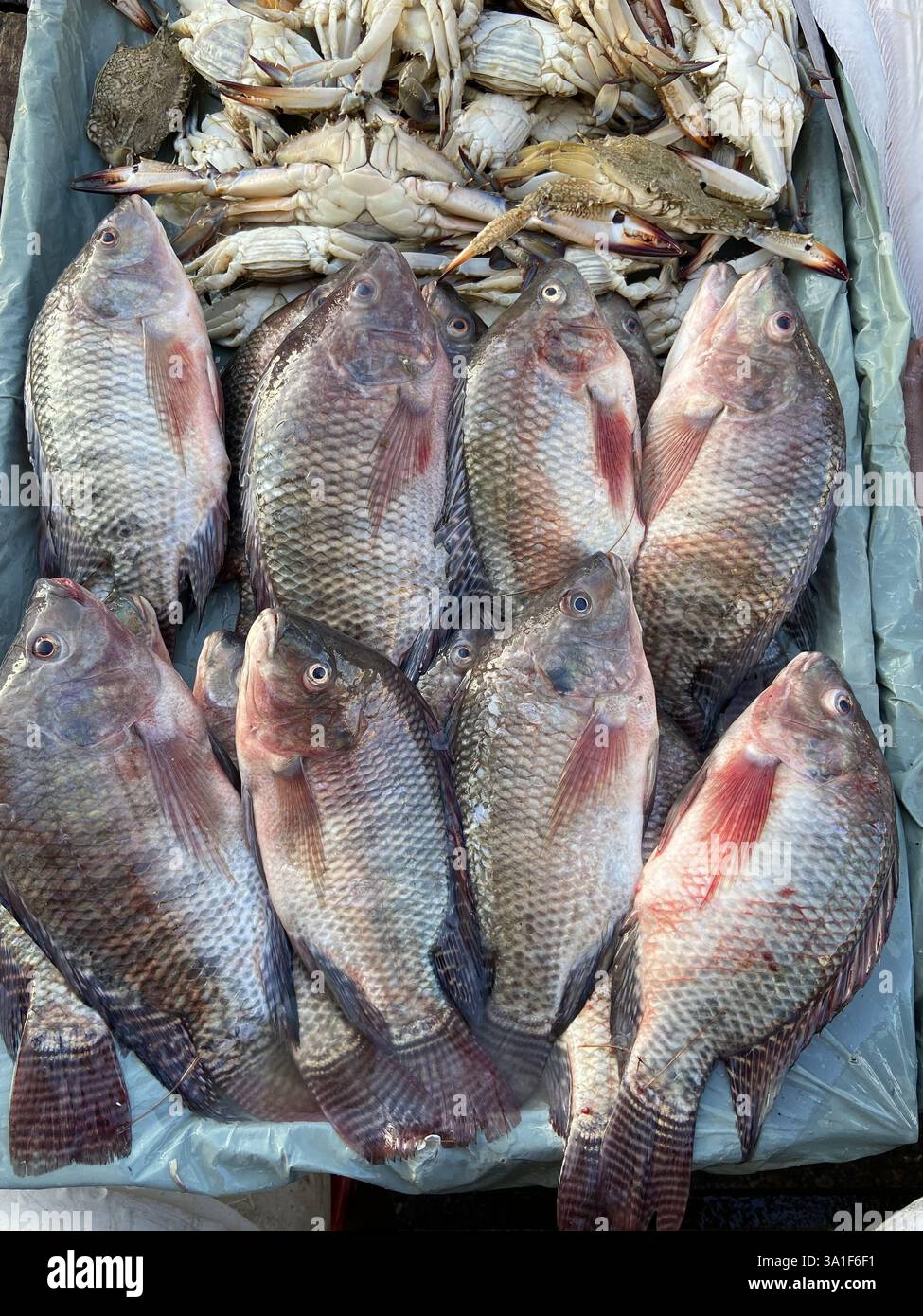 Mediterranean fishing egypt hi-res stock photography and images - Alamy