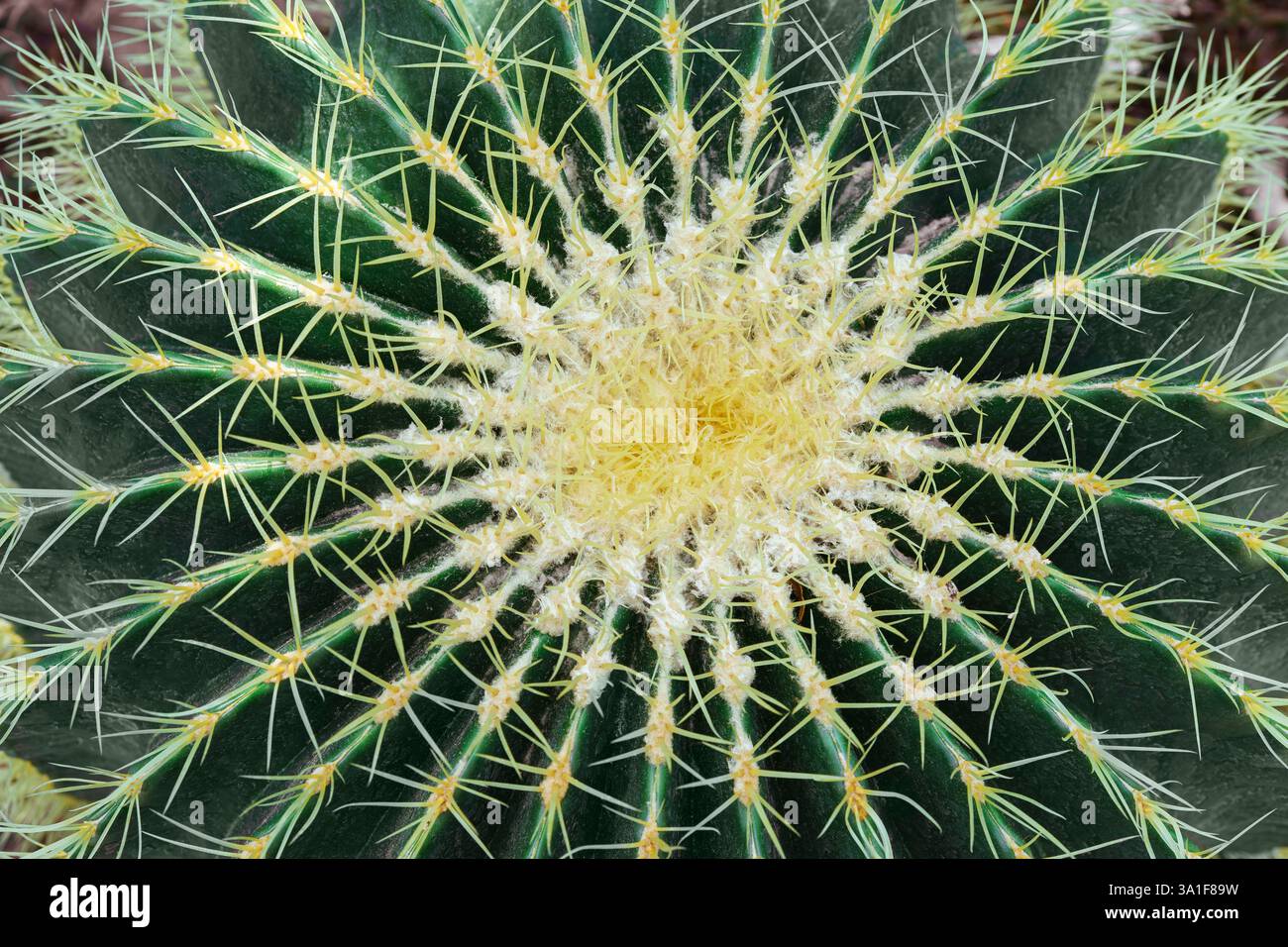 Cactus detailed texture macro background. Green cactus with yellow ...